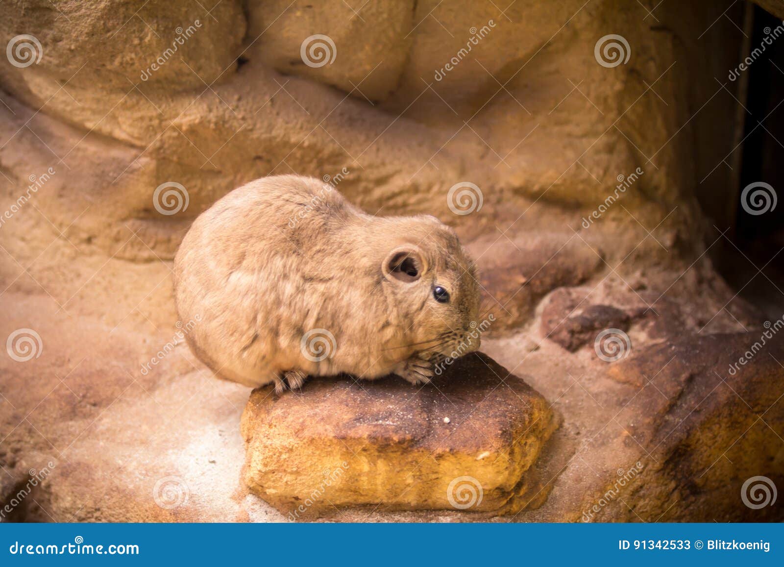 Prairie Dog gopher stock image. Image of gopher, friends - 91342533
