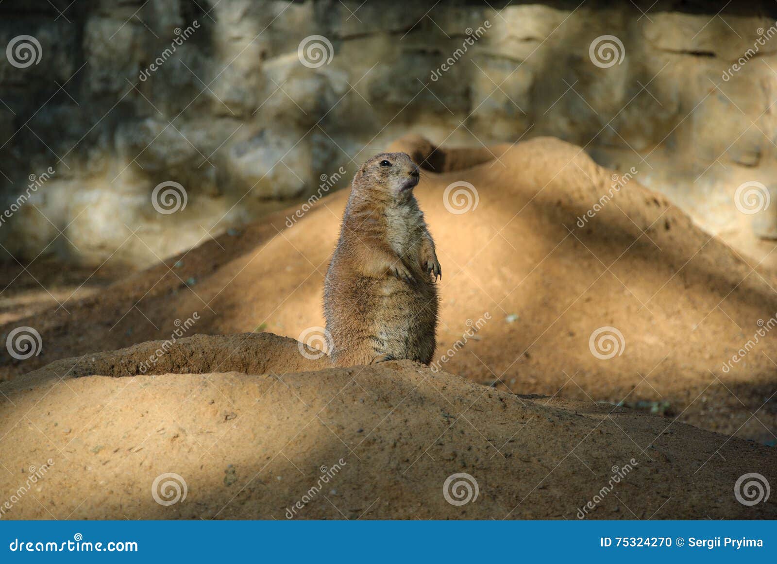 Prairie dog stock photo. Image of gopher, lonely, yellow - 75324270
