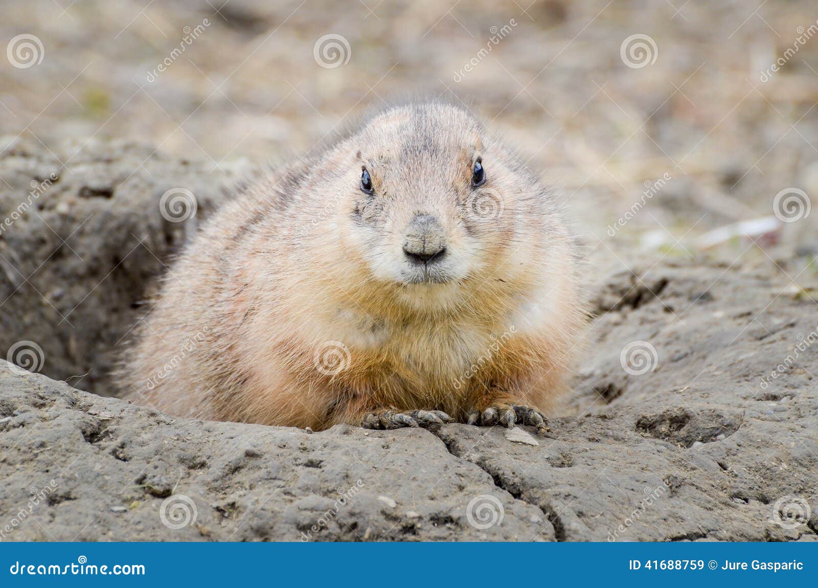 Prairie Dog - Groundhog - Gopher Cynomys Stock Image - Image of eyes ...