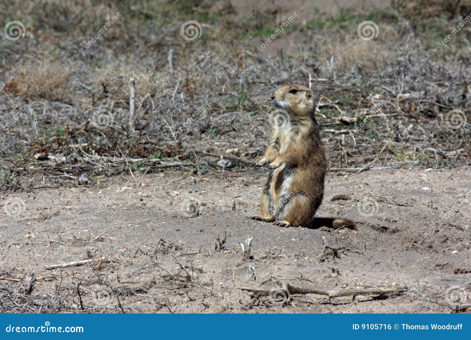 Prairie dog on guard stock photo. Image of rodent, watching - 9105716