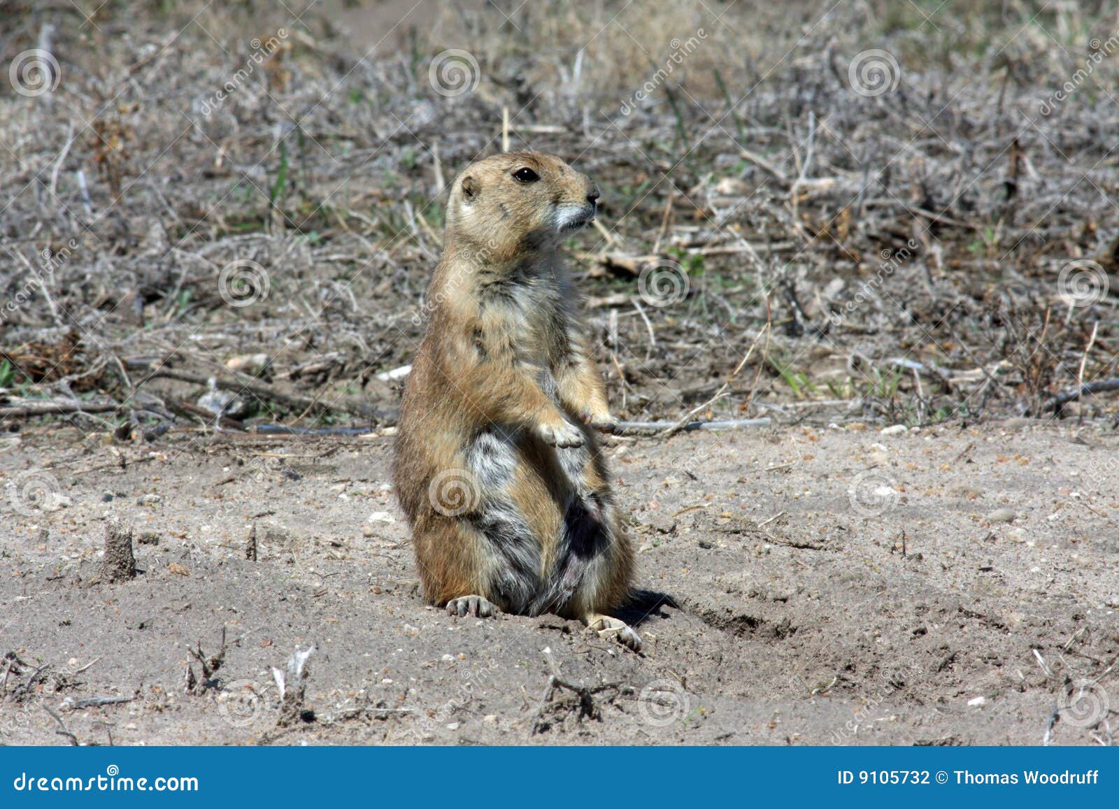 Prairie dog on guard stock photo. Image of watching, guarding - 9105732