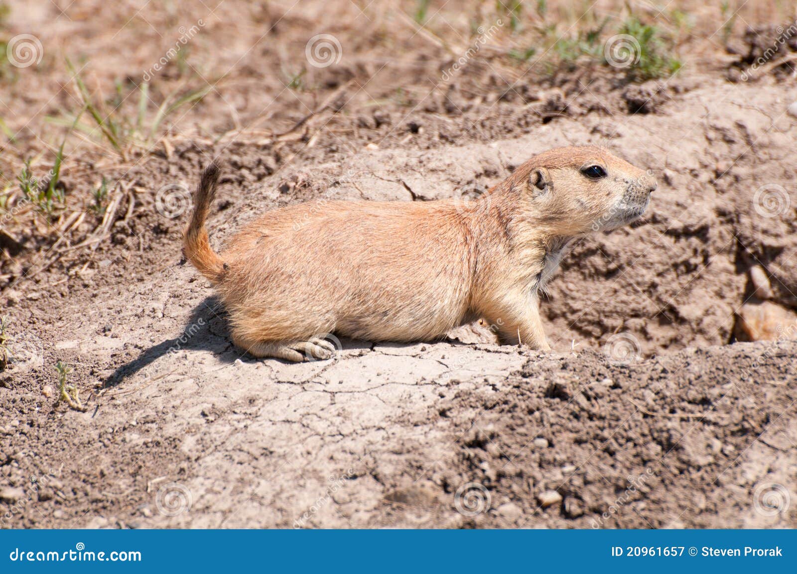 Prairie dog at his Burrow stock image. Image of mammal - 20961657