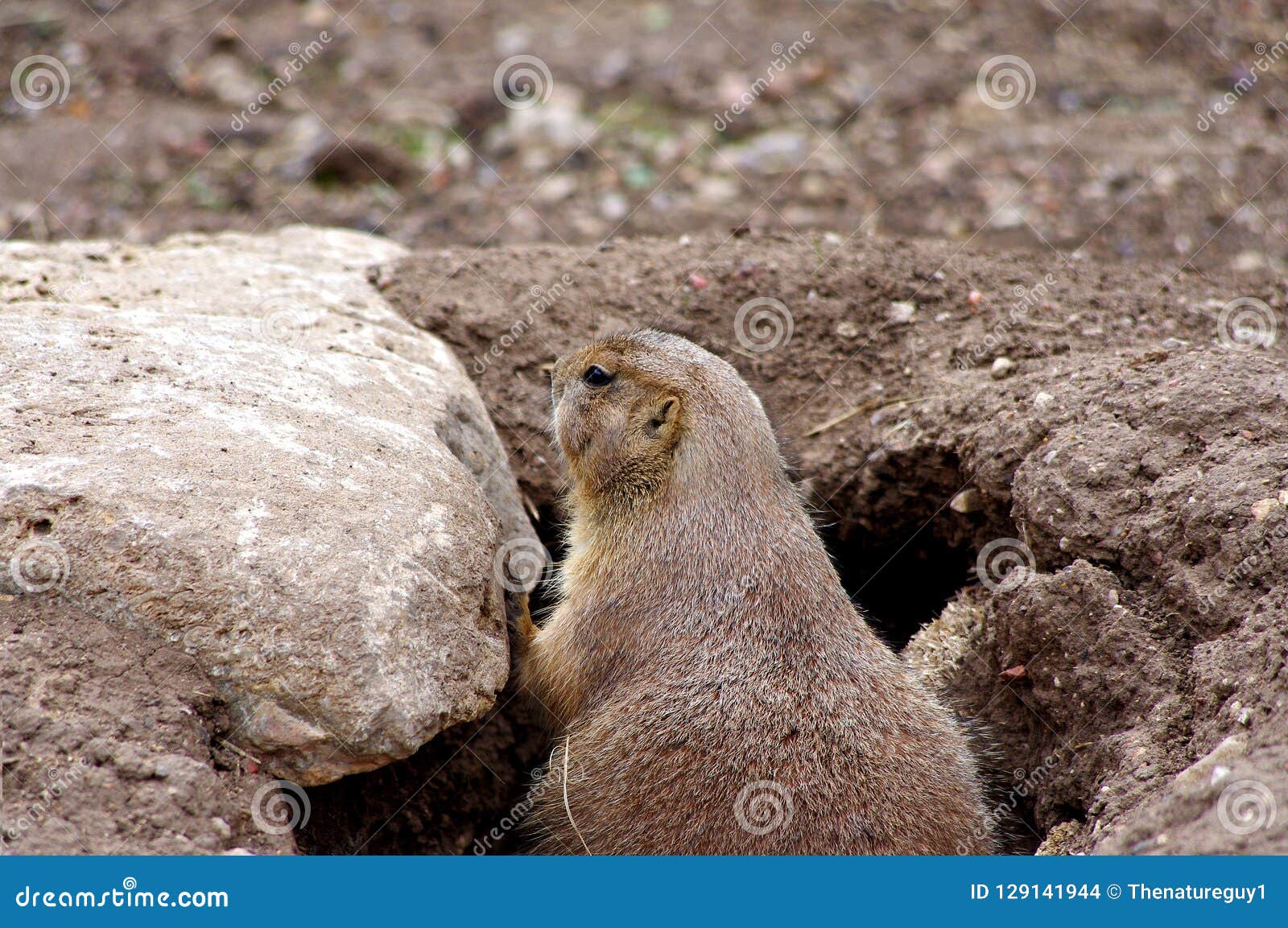 Varmint Hole In Forest Floor Stock Image | CartoonDealer.com #190741099