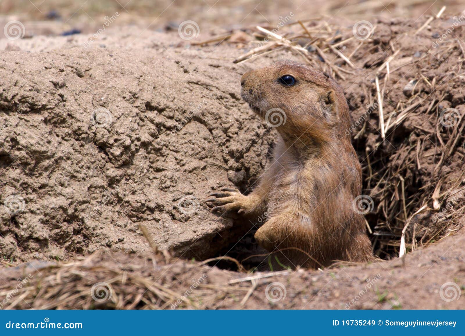 Prairie Dog in Hole stock image. Image of peeking, prairie - 19735249