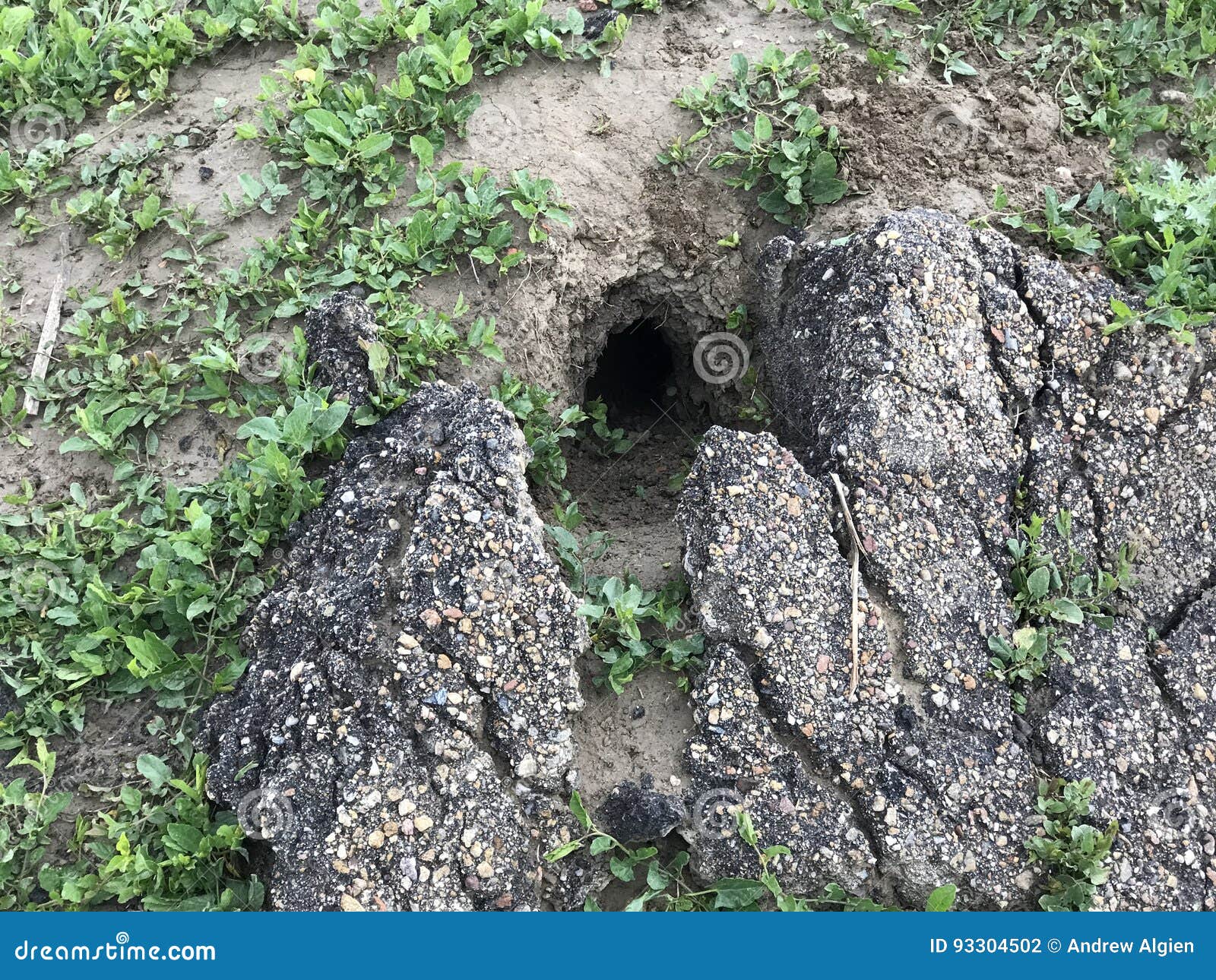 Prairie Dog Hole Stock Photos - Download 1,448 Royalty Free Photos