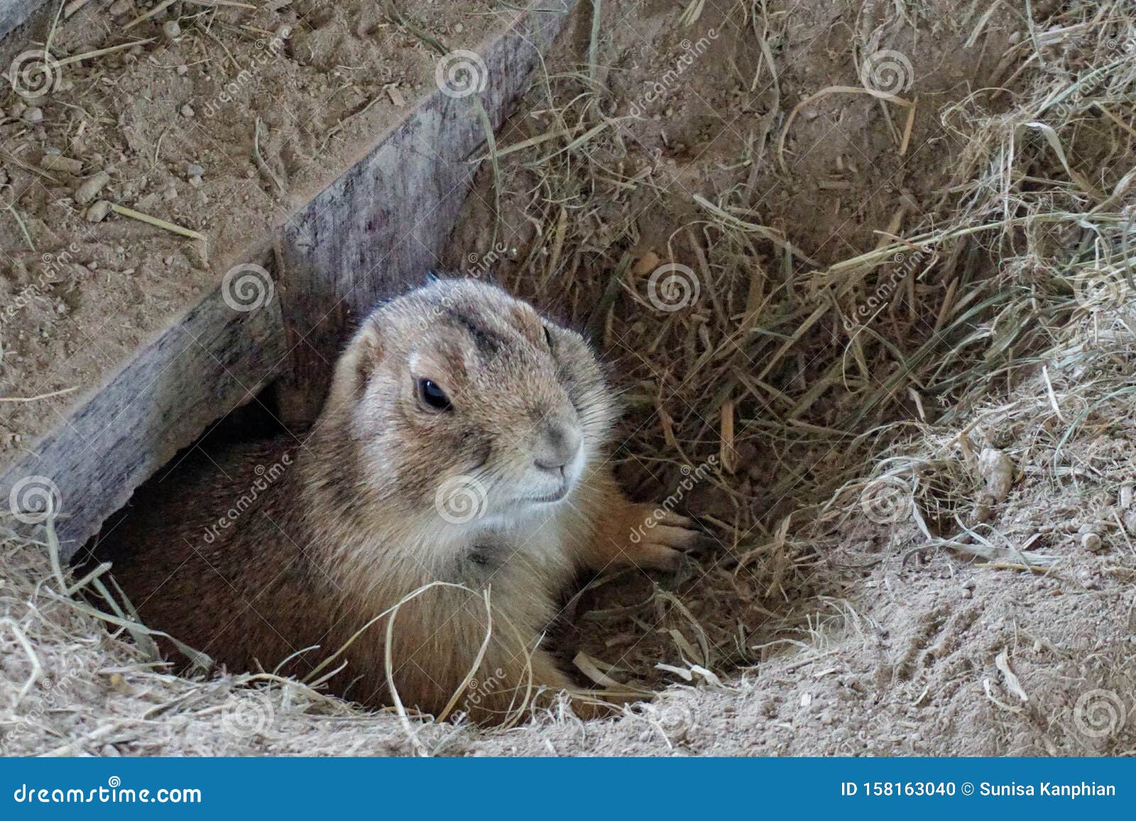 Close Up a Prairie Dog in Hole Stock Photo - Image of outdoors, grass ...