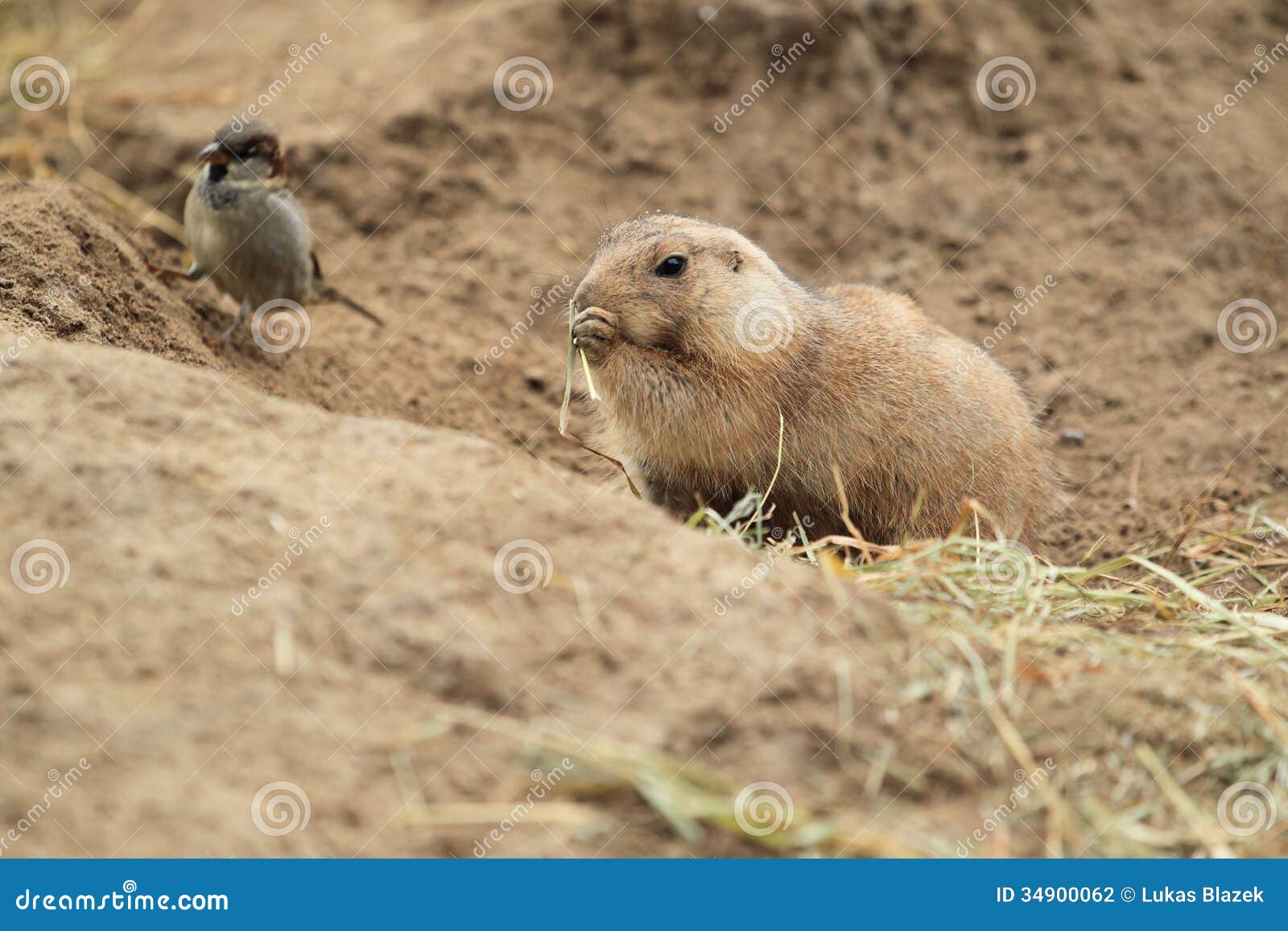 Prairie Dog and House Sparrow Stock Photo - Image of ludovicianus ...