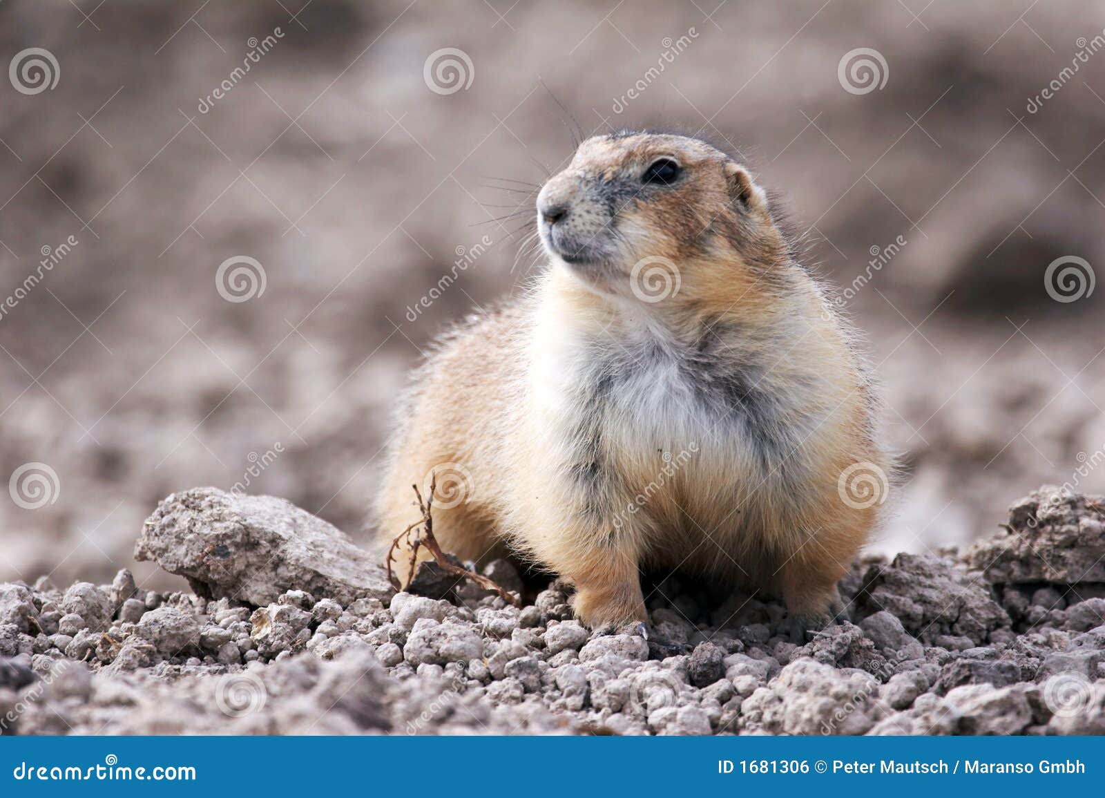 Prairie dog looking stock photo. Image of outside, front - 1681306