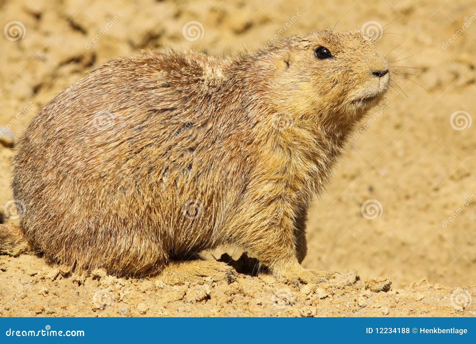 Prairie dog looking angry stock photo. Image of sand - 12234188