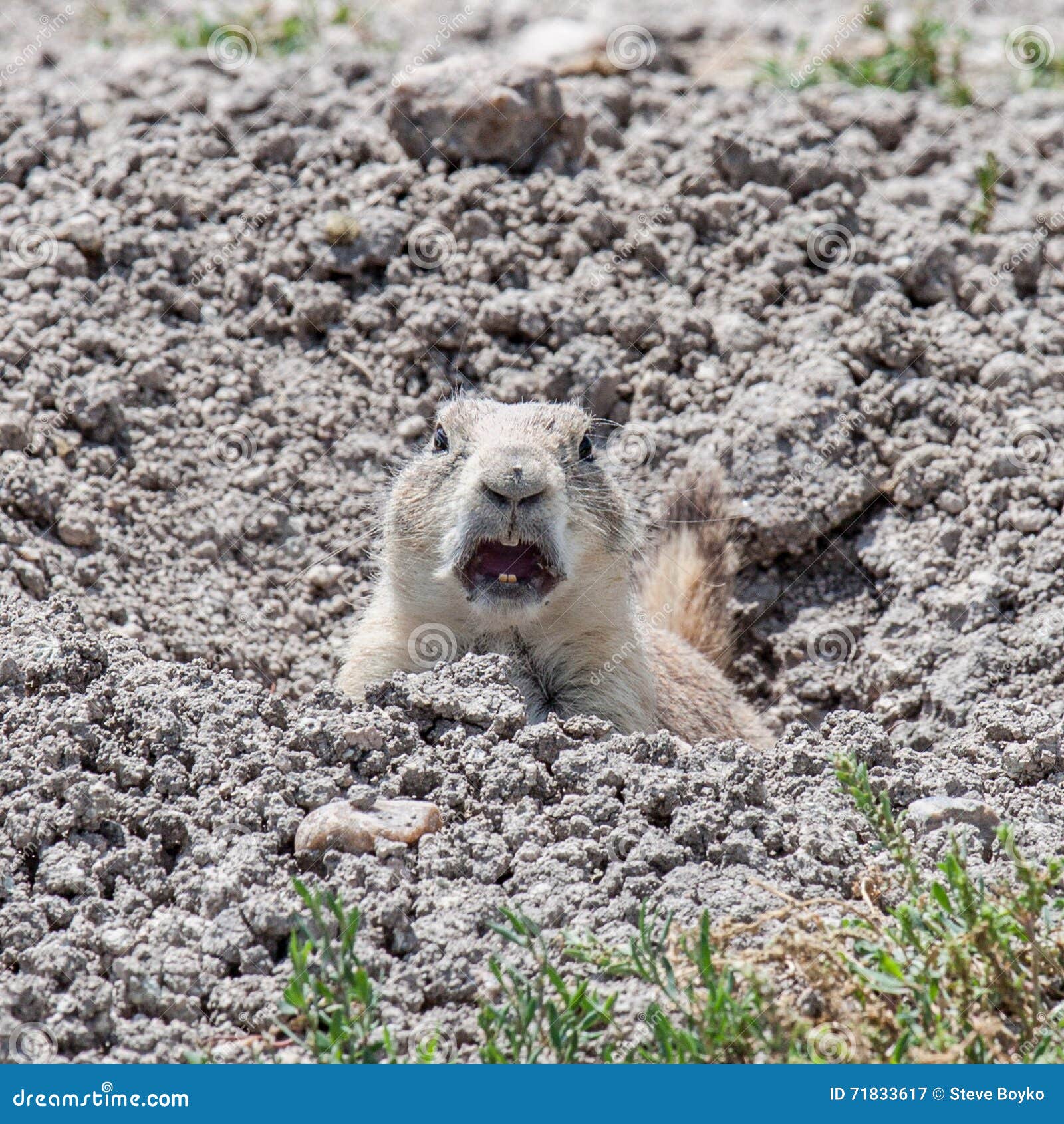 Prairie Dog Looking Directly at Camera Stock Image - Image of grass ...