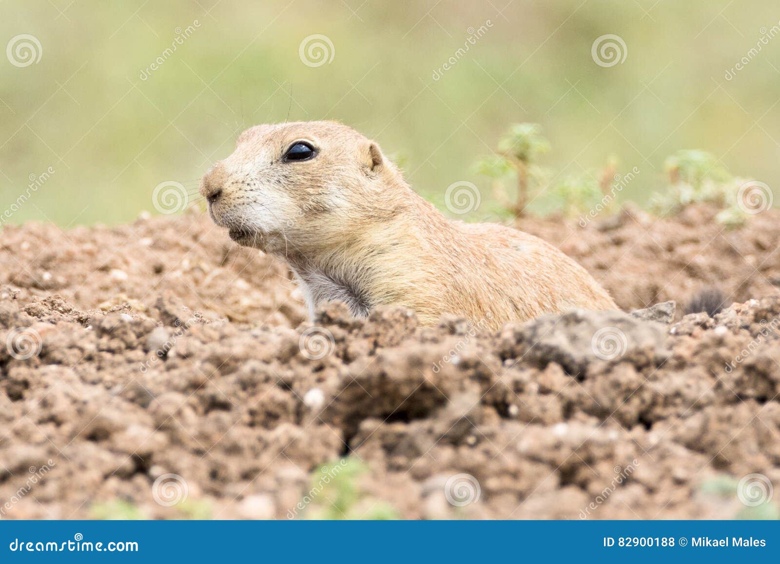 Prairie Dog Looking Out of His Den Stock Photo - Image of funny, close ...