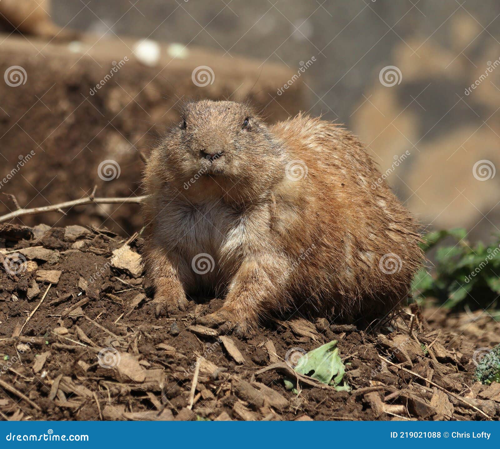 Prairie Dog Cynomys stock photo. Image of wildlife, sciuridae - 219021088
