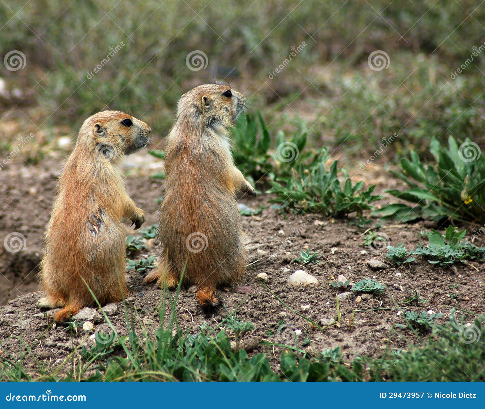 Prairie Dog Pair stock image. Image of pair, rodent, grasslands - 29473957