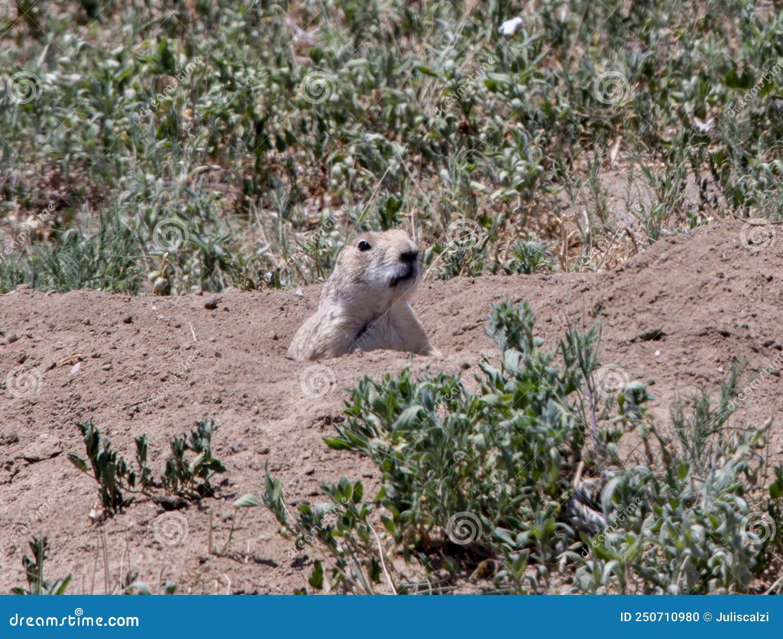 Prairie dog stock photo. Image of wilderness, outdoor - 250710980