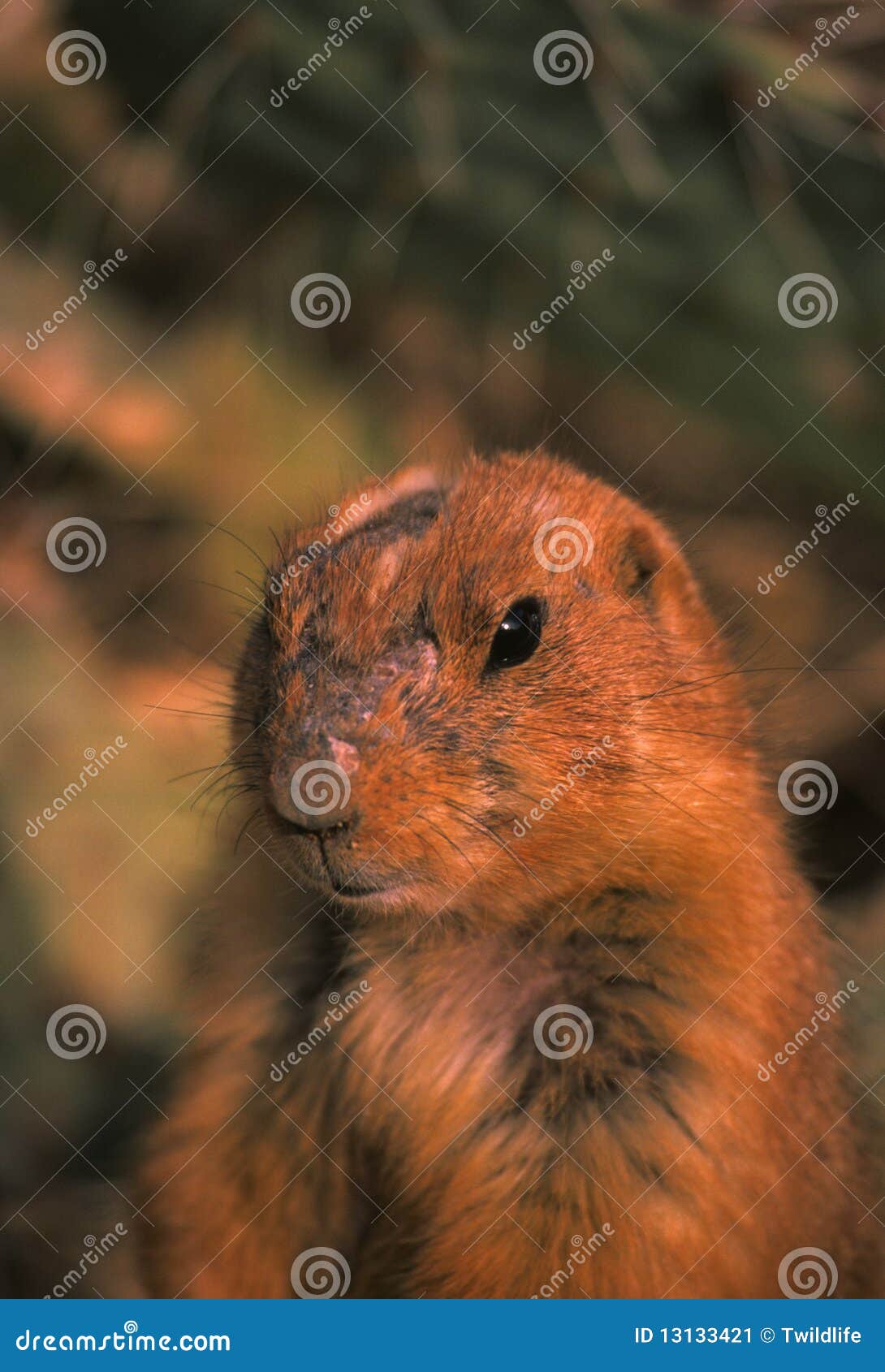 Prairie Dog Portrait stock image. Image of pest, wildlife - 13133421