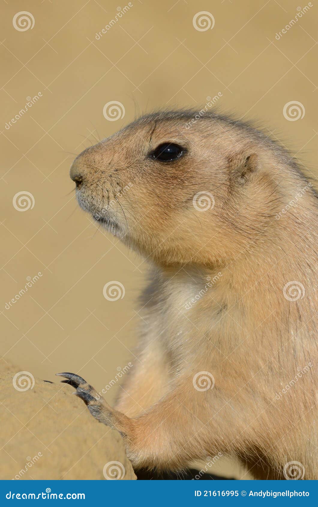 Prairie Dog Portrait stock image. Image of north, cynomys - 21616995