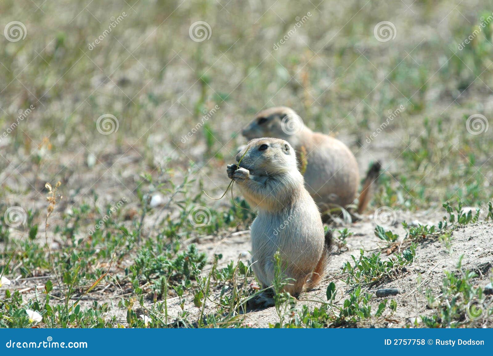 Prairie Dog Pups stock photo. Image of chunky, snack, social - 2757758