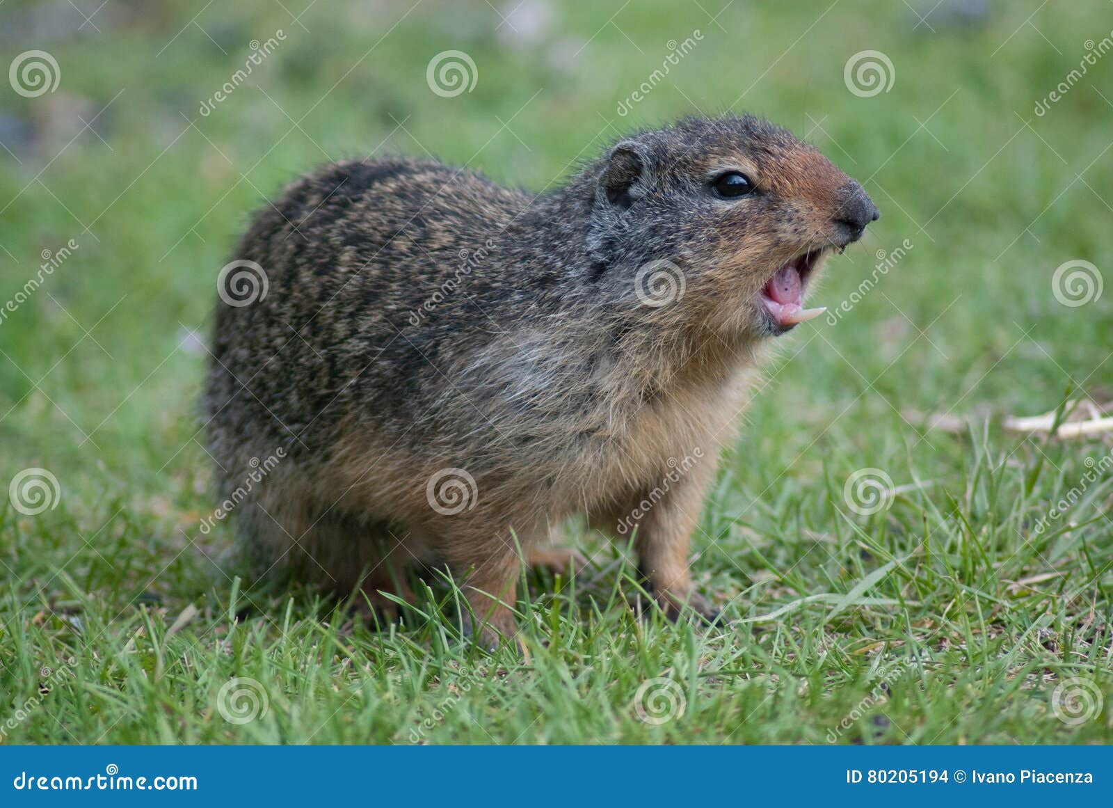 Prairie Dog stock photo. Image of canada, brown, rodent - 80205194