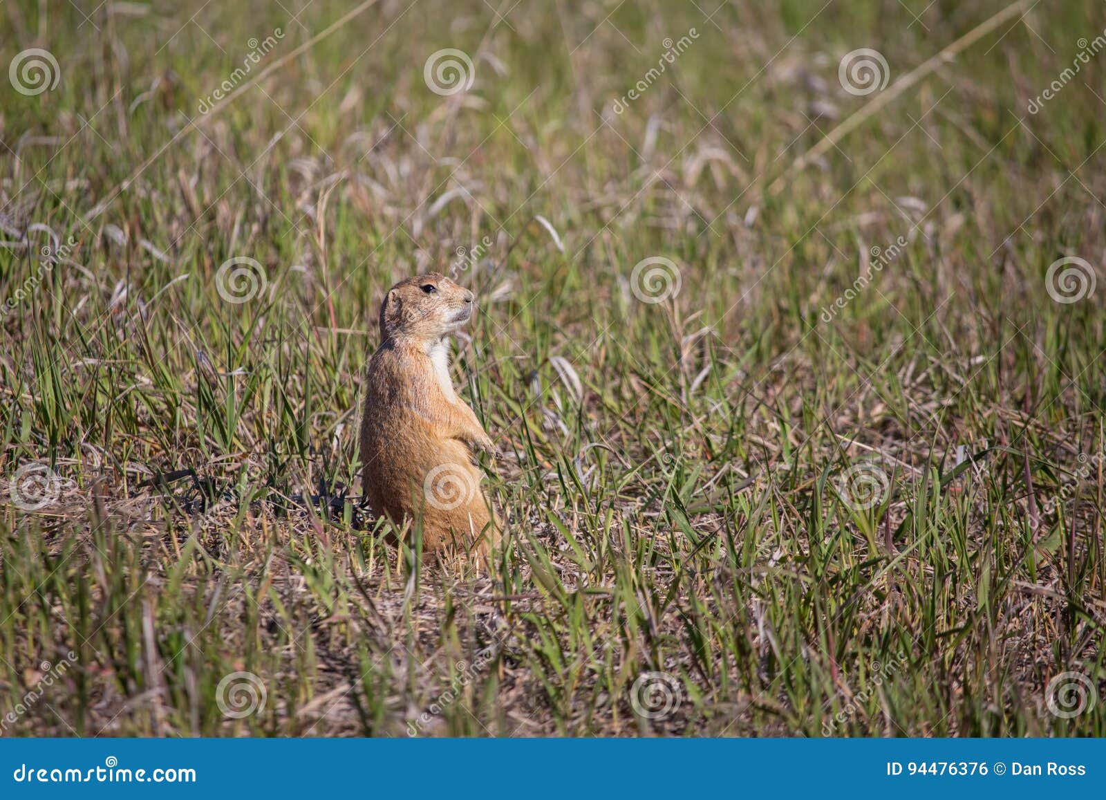 A Prairie Dog Sits Watching for Predators. Stock Photo - Image of ...