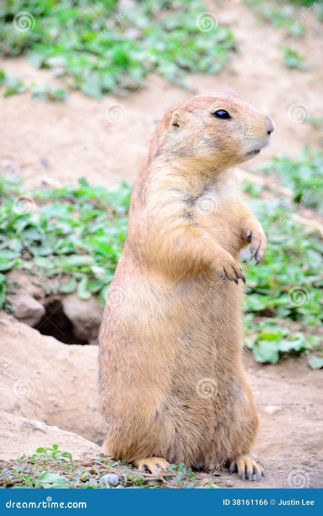 Prairie dog stock photo. Image of ground, dogs, sitting - 38161166