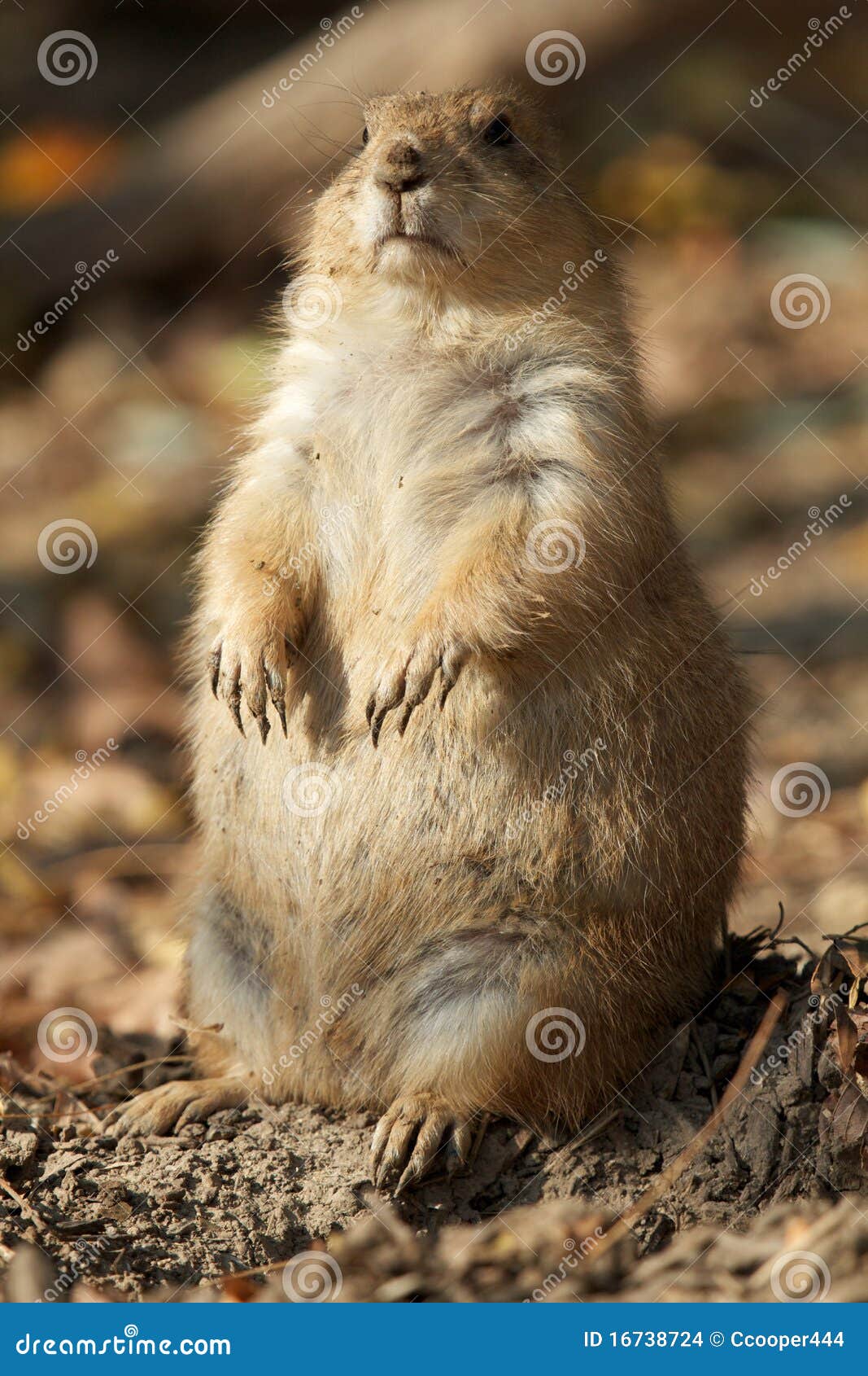 Prairie dog sitting up stock photo. Image of ground, furry - 16738724