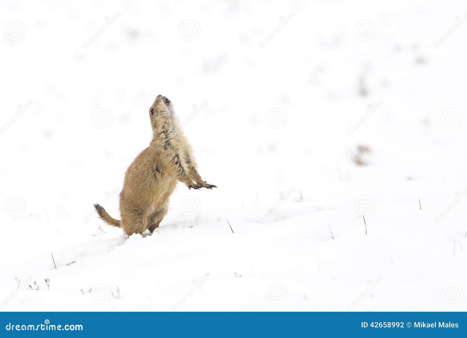 Prairie dog sounding alarm stock photo. Image of fero - 42658992
