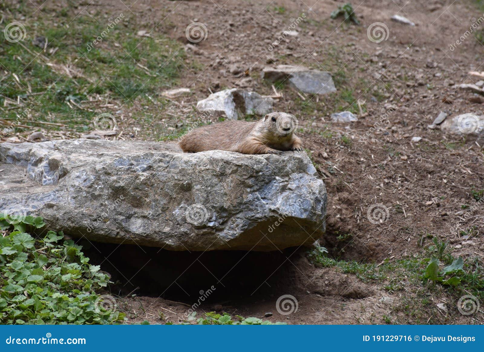 Prairie Dog Sprawled Out on a Large Rock Stock Photo - Image of nature ...