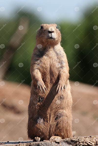 Prairie Dog Standing stock photo. Image of looking, timid - 1022166