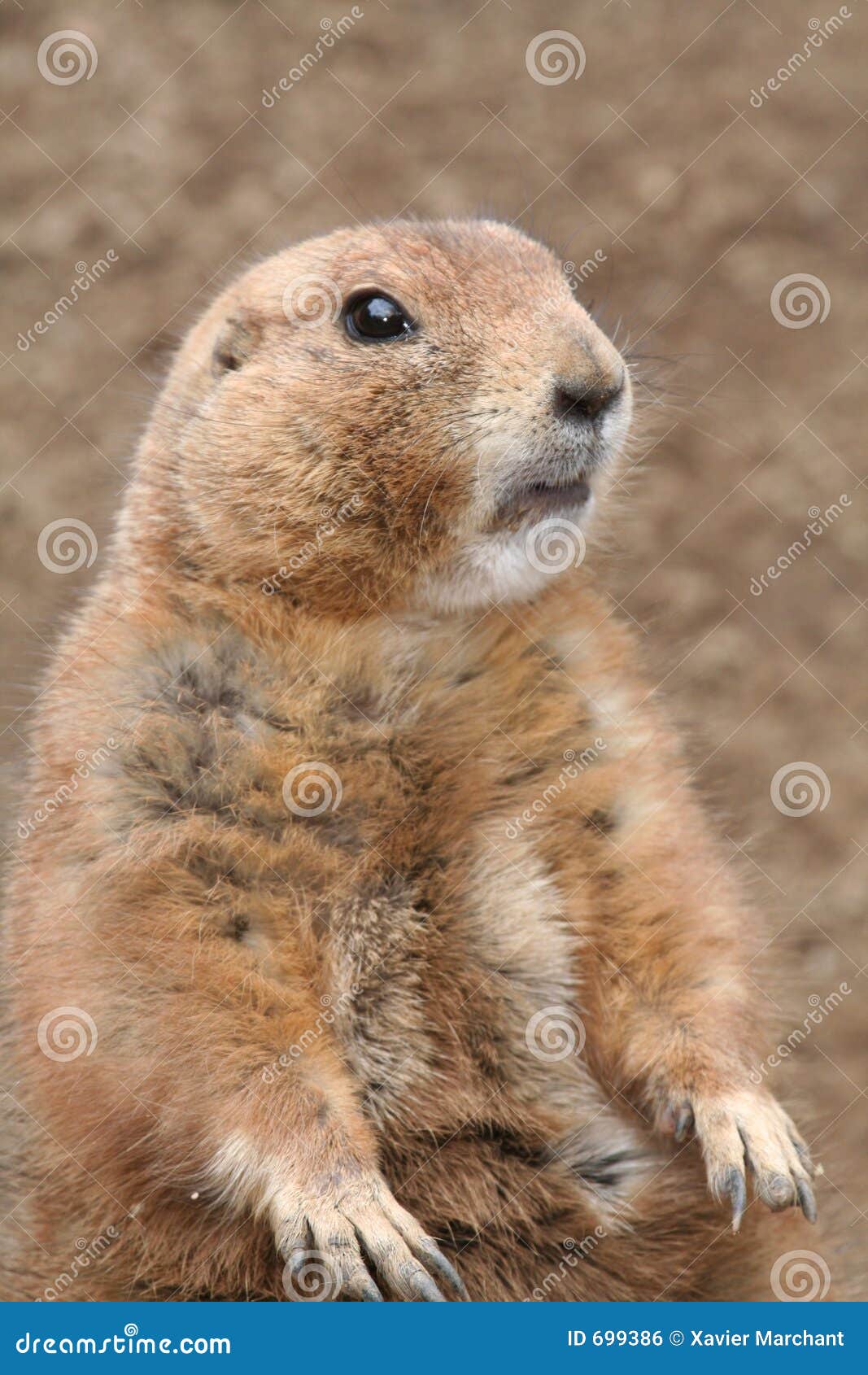 Prairie dog standing stock photo. Image of right, prairie - 699386