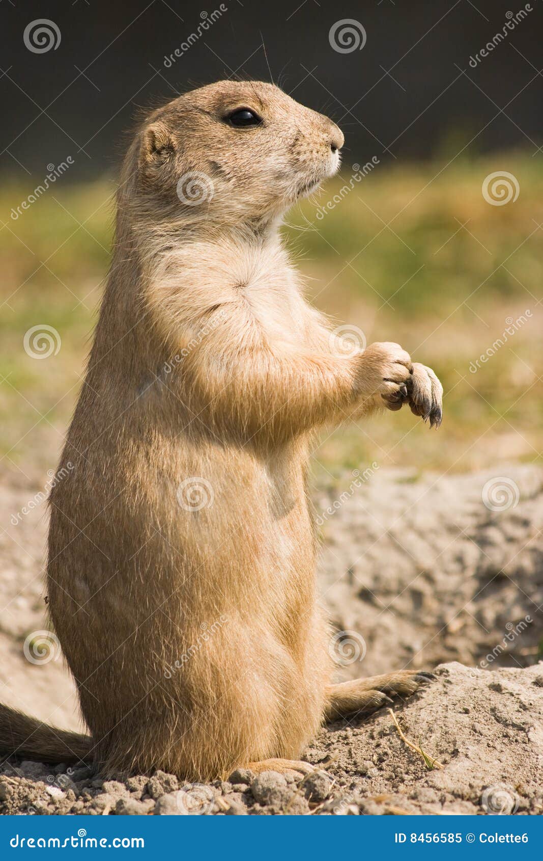 Prairie dog standing stock image. Image of rodent, wildlife - 8456585