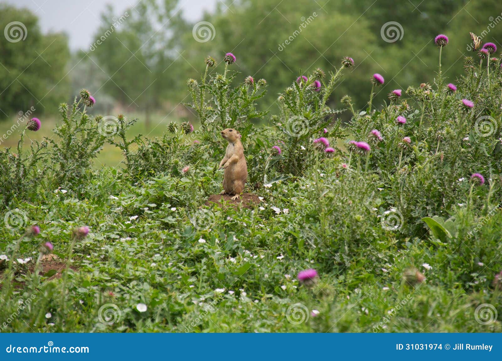 Prairie Dog stock photo. Image of wildanimals, wildlife - 31031974