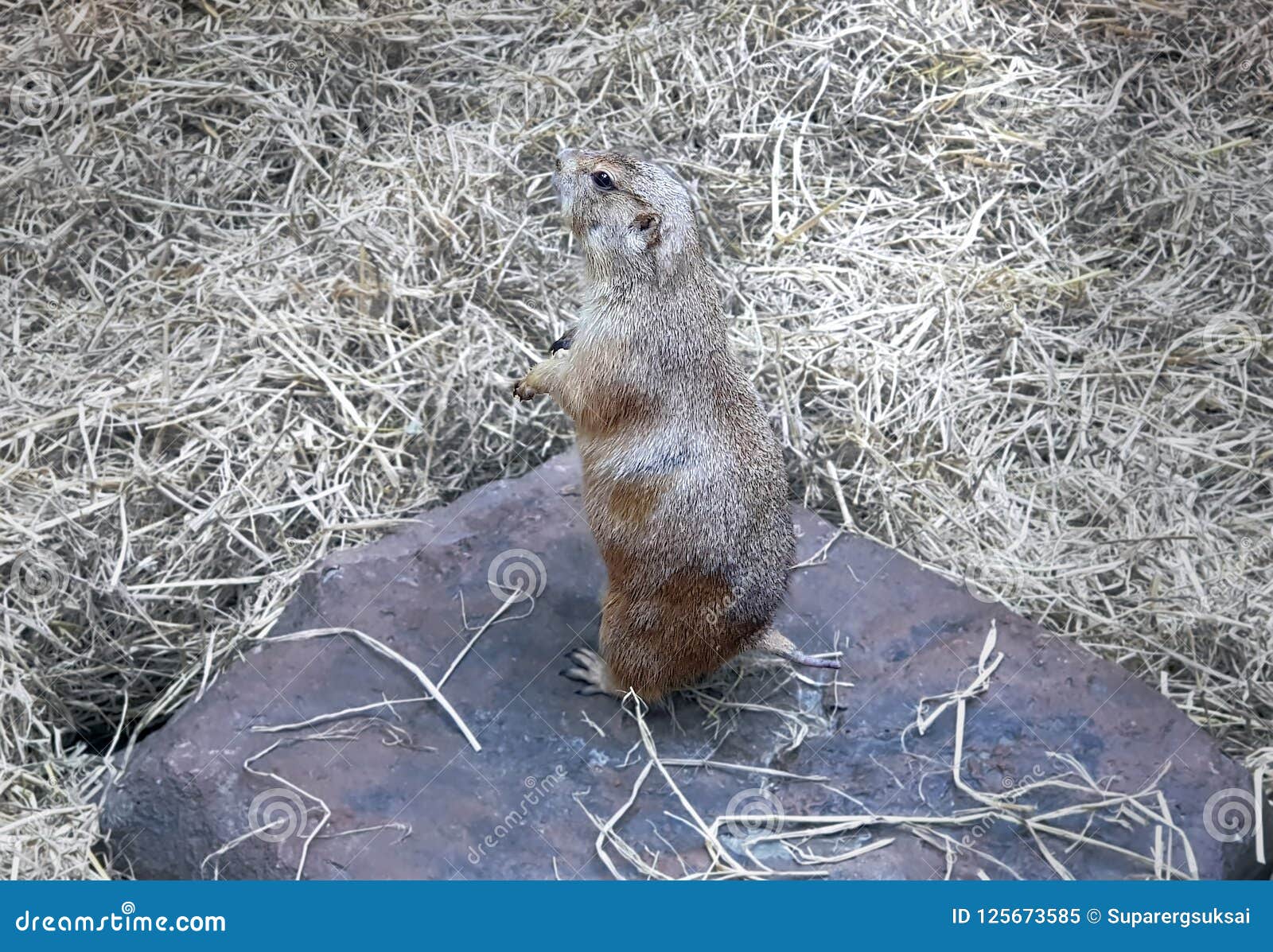 A Prairie Dog Standing on the Rock Stock Image - Image of wildlife ...