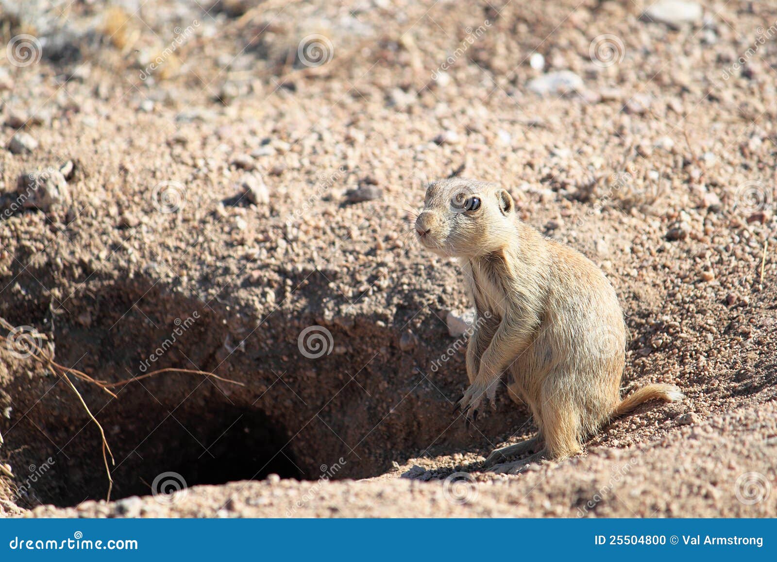Prairie Dog Standing by it S Burrow Stock Photo - Image of alert, head ...