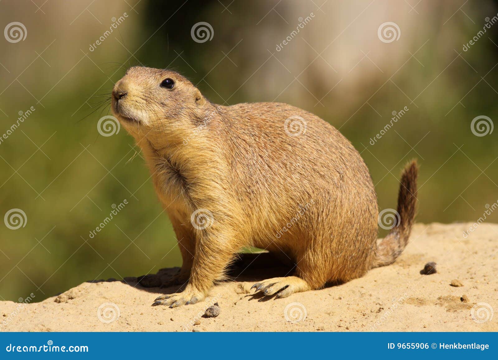 Prairie Dog Standing in the Sand Stock Photo - Image of prairie, brown ...