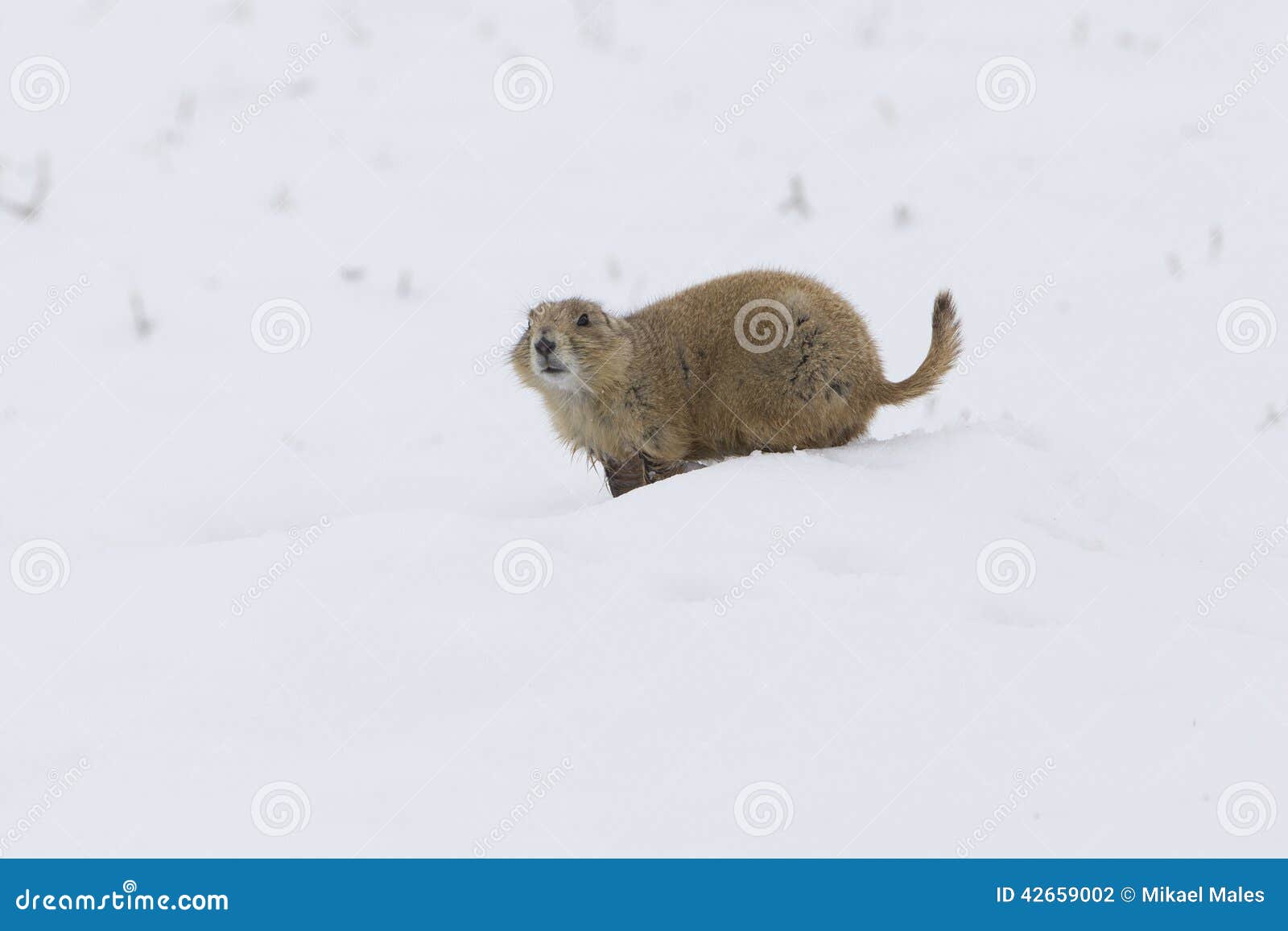 Prairie Dog Standing in Snow Stock Photo - Image of leucurus, black ...