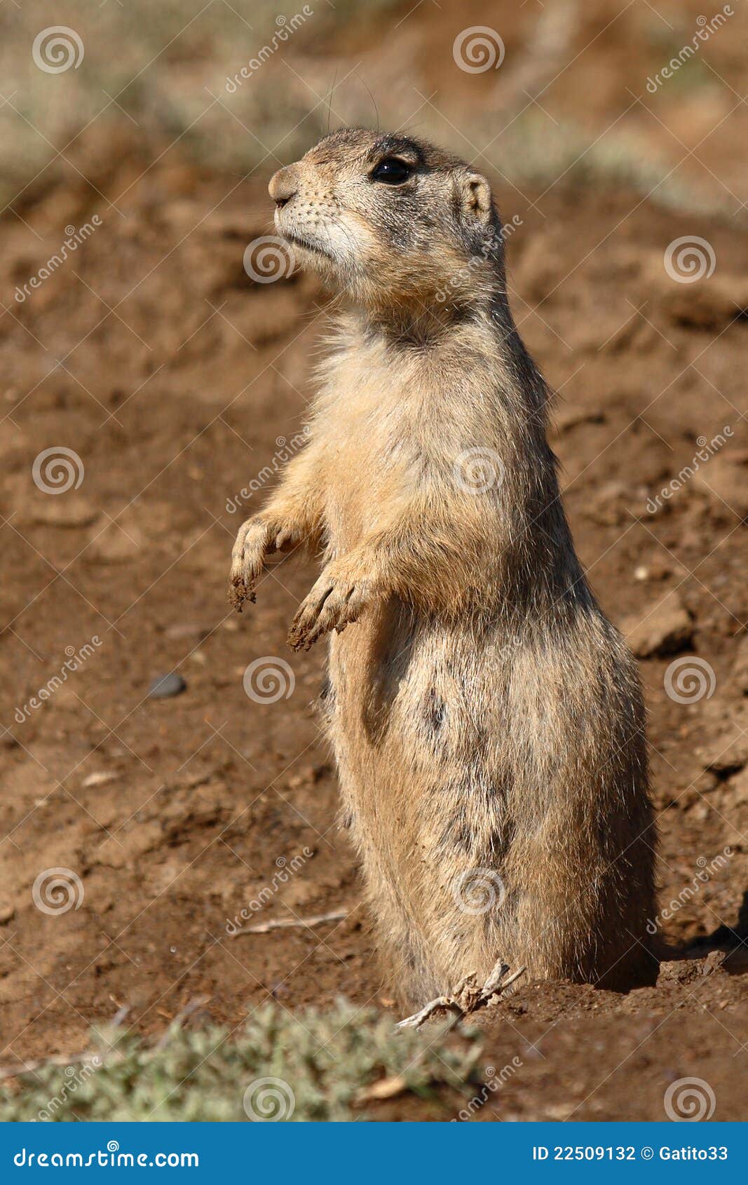 Prairie Dog Standing Tall stock photo. Image of wildlife - 22509132