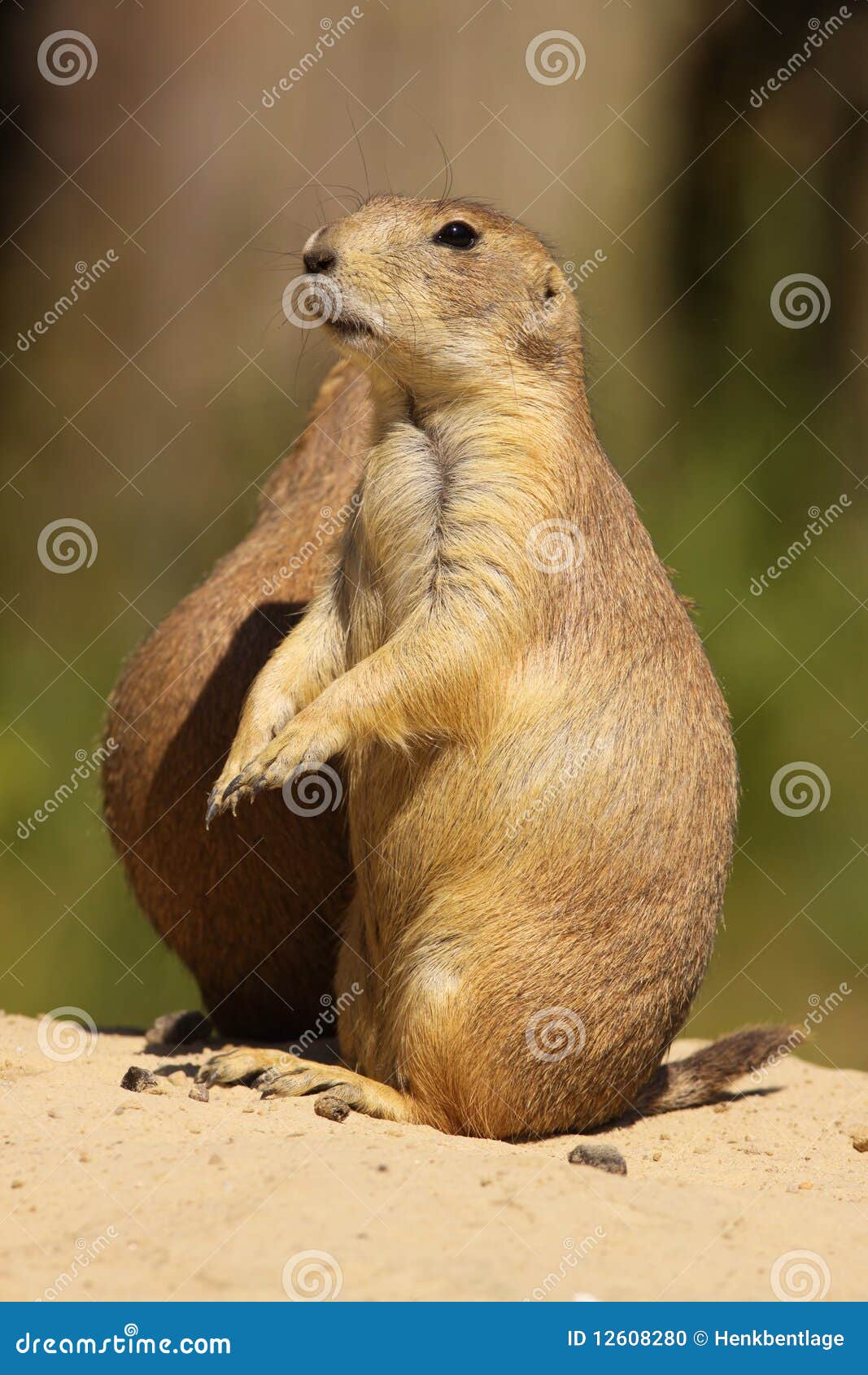 Prairie Dog Standing Upright Stock Photo - Image of standing, sand ...