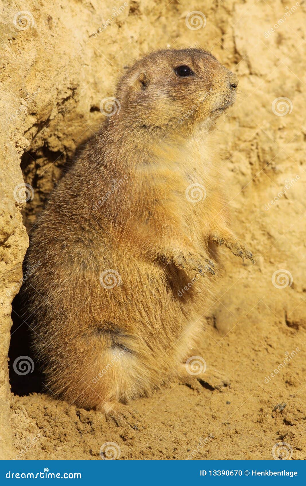 Prairie Dog Standing Upright Stock Photo - Image of wildlife, fauna ...