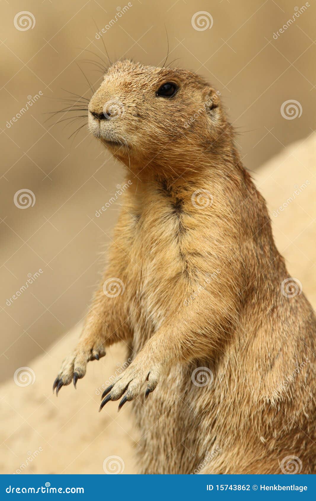 Prairie Dog Standing Upright Stock Photo - Image of nature, mammal ...