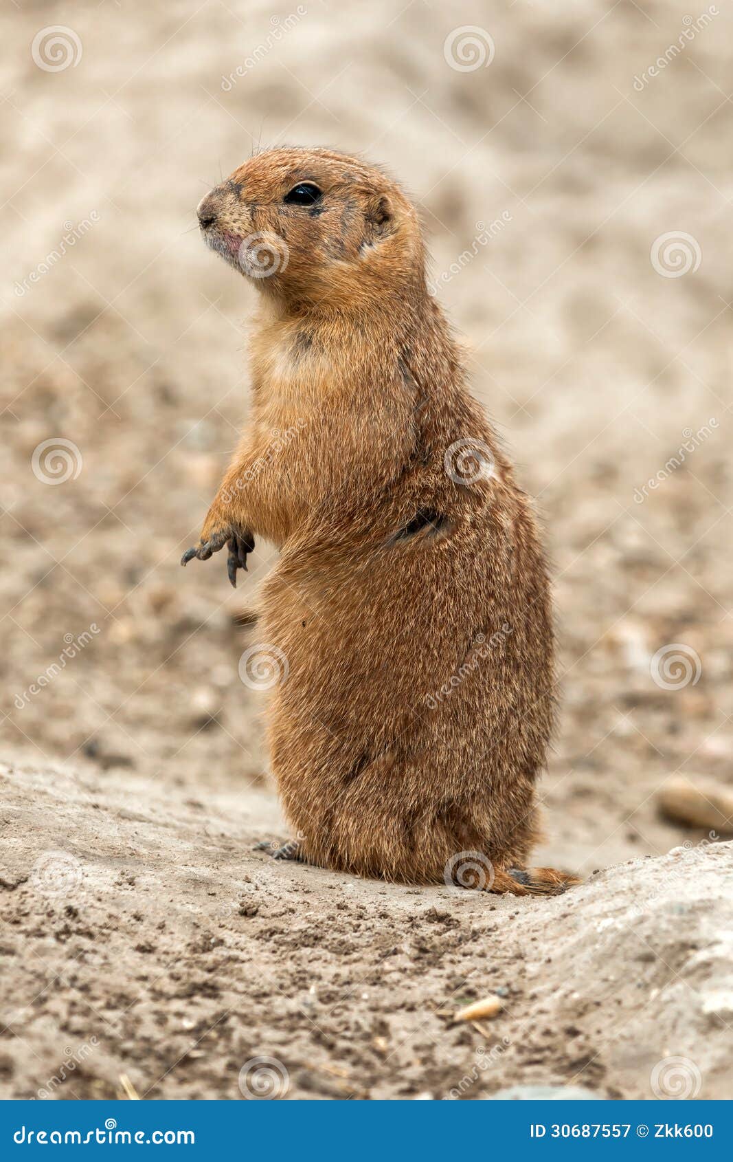 Prairie dog stock image. Image of small, hair, little - 30687557