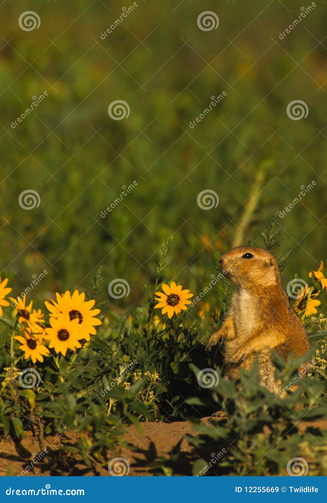 Prairie Dog and Sunflowers stock image. Image of prairie - 12255669