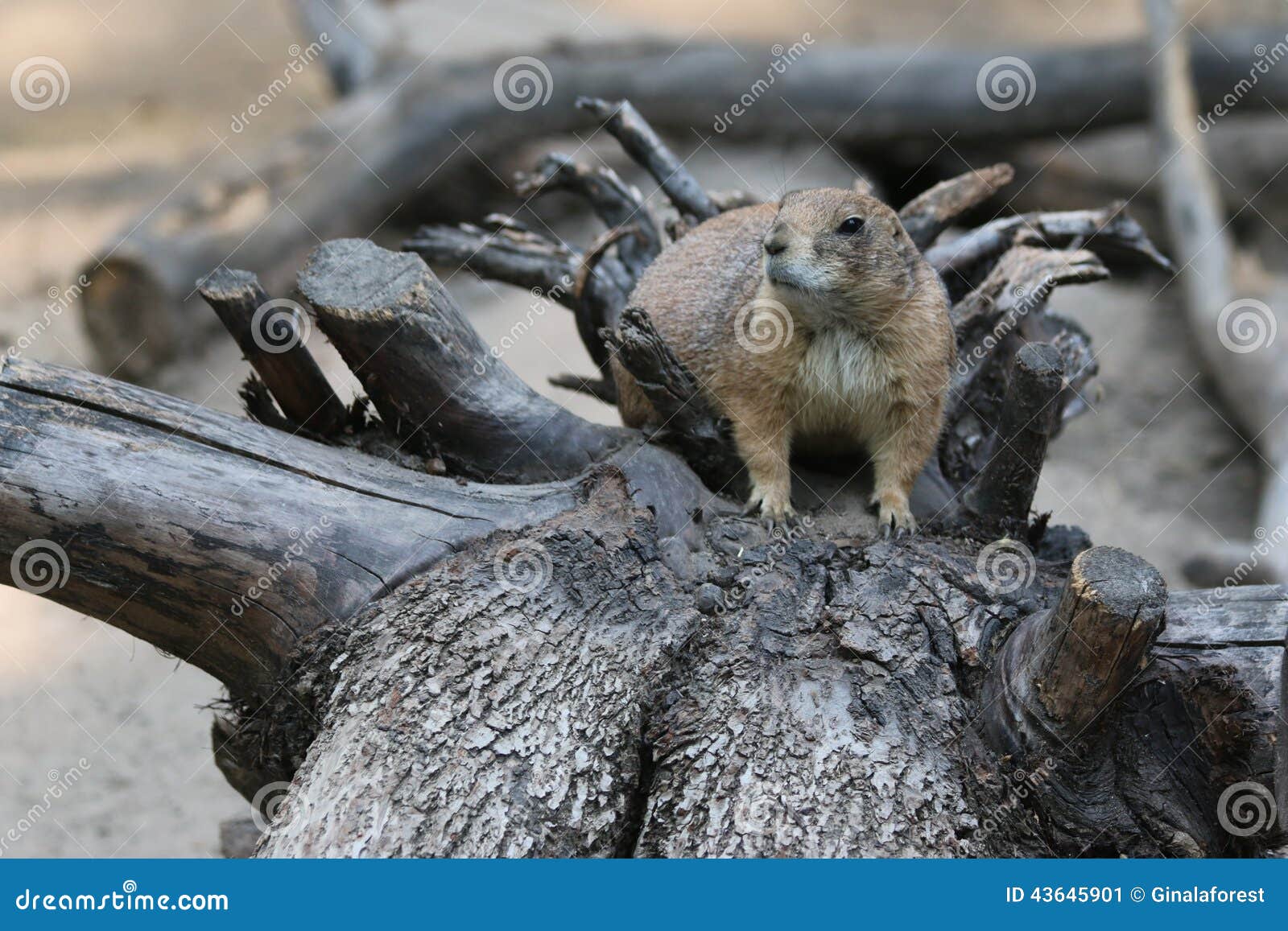 Prairie Dog stock image. Image of rodents, pets, tree - 43645901