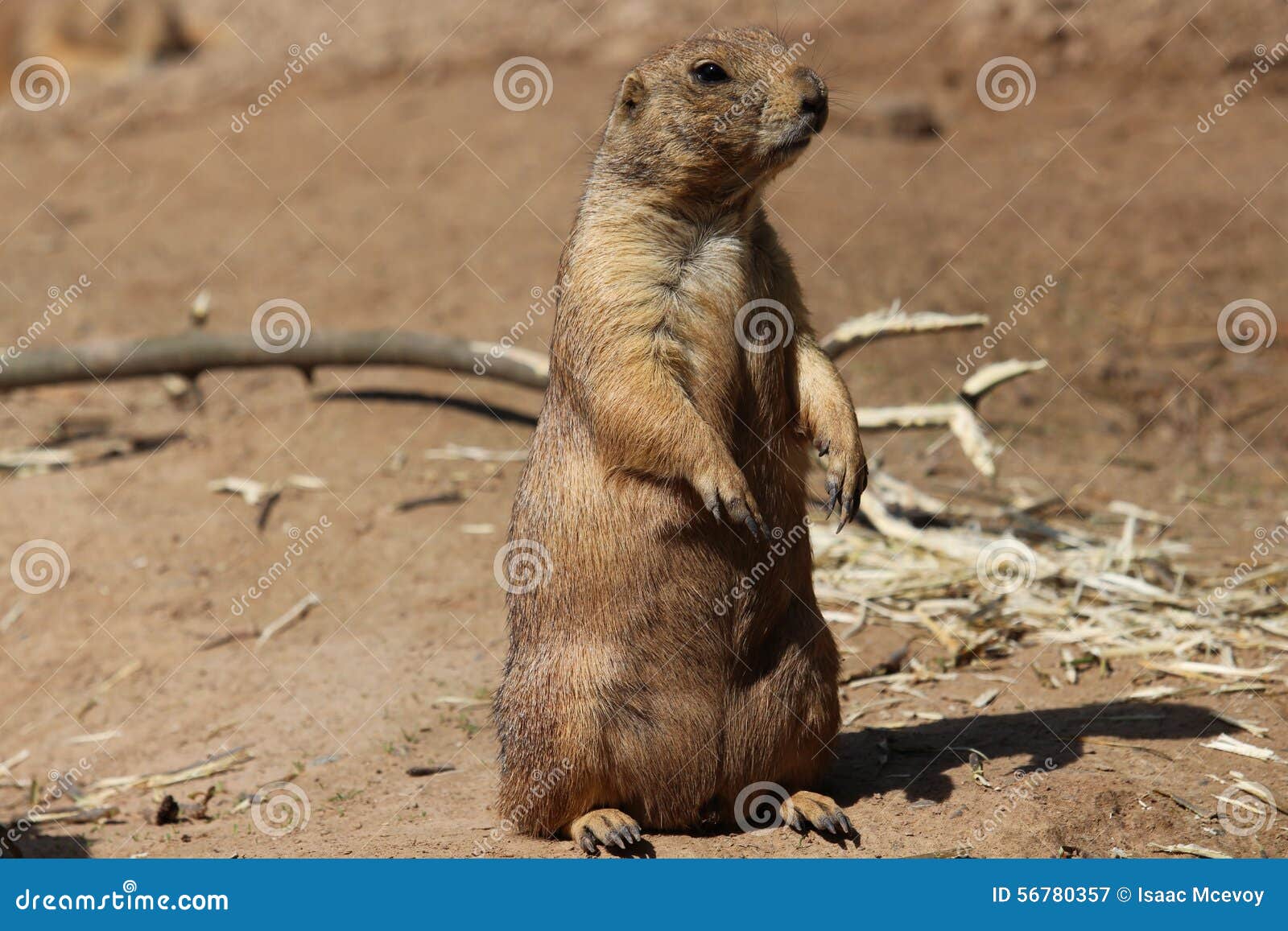 Prairie dog stock image. Image of standing, prairie, legs - 56780357