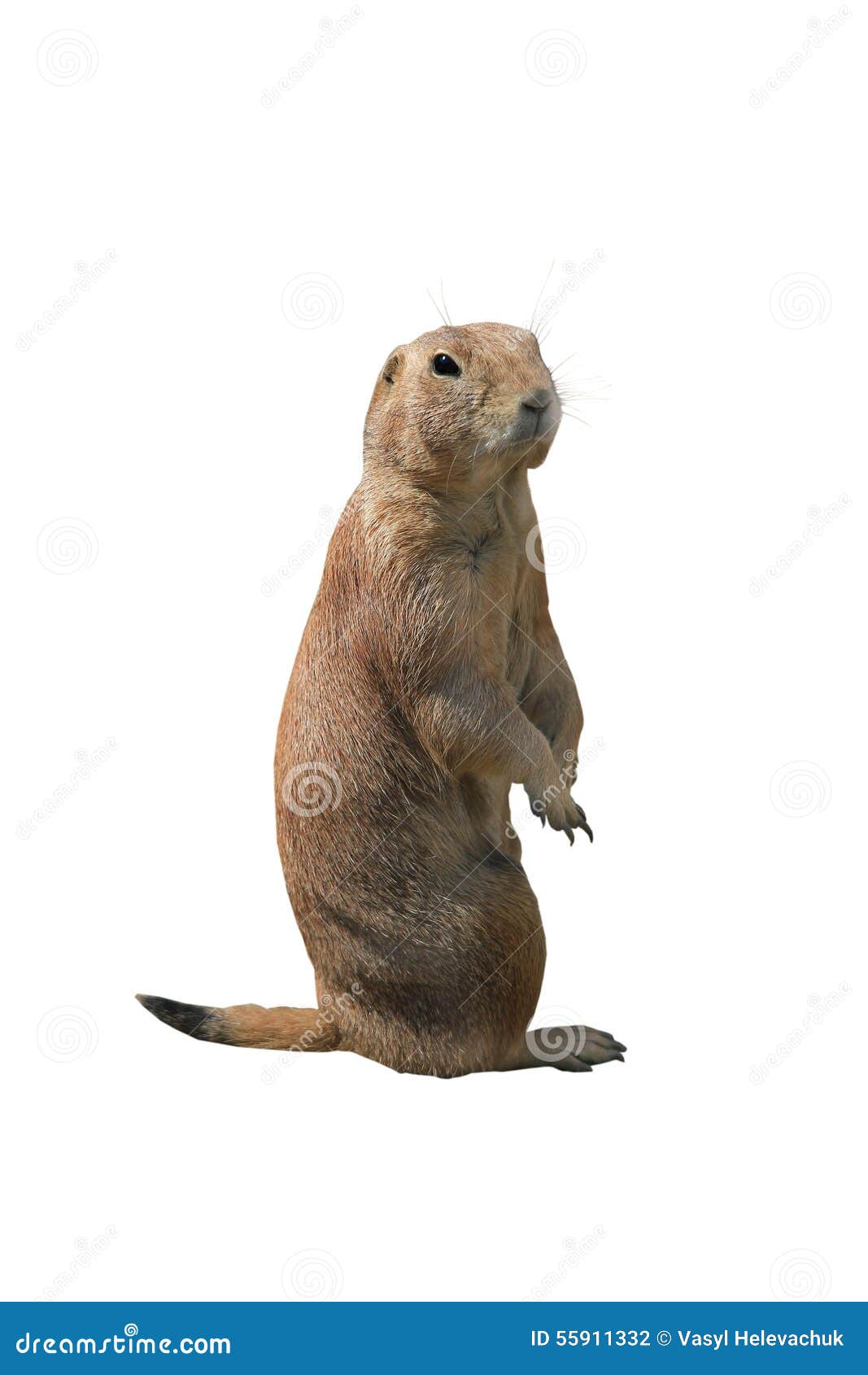 Prairie dog stock photo. Image of wild, prairiedog, background - 55911332