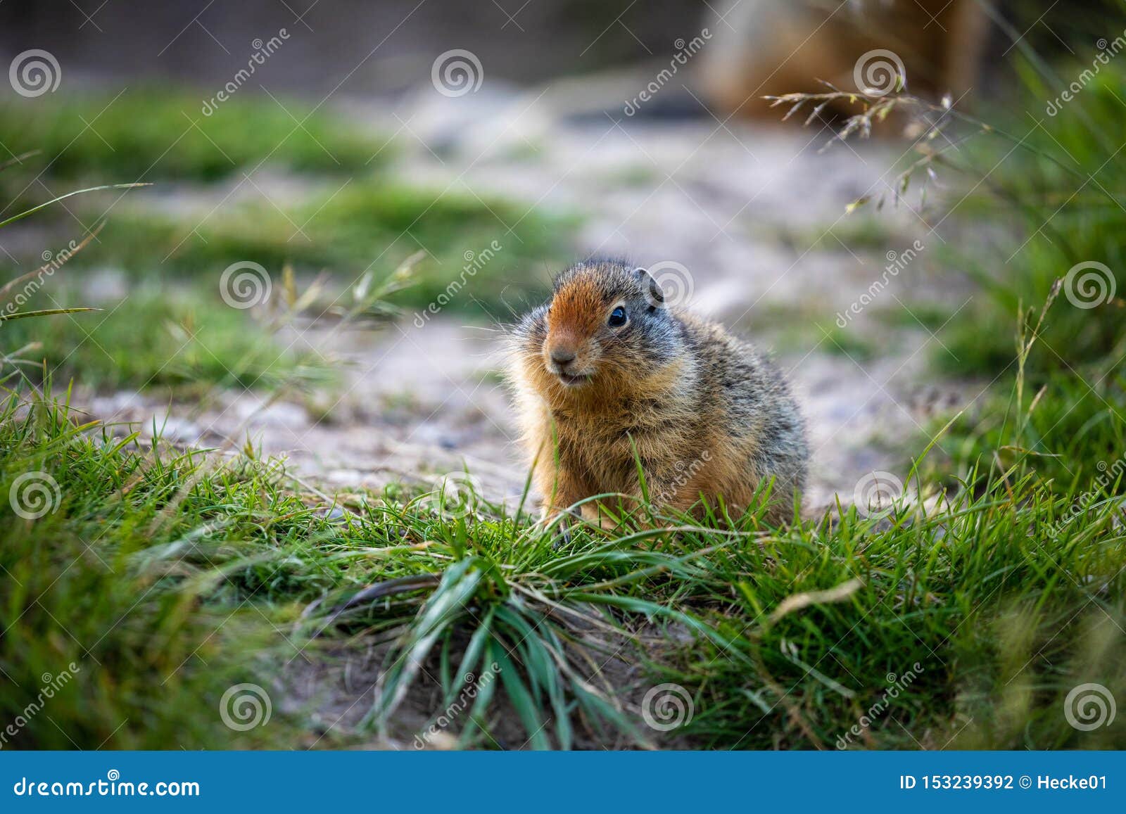 Prairie Dog in the Wilderness of Canada Stock Photo - Image of animals ...