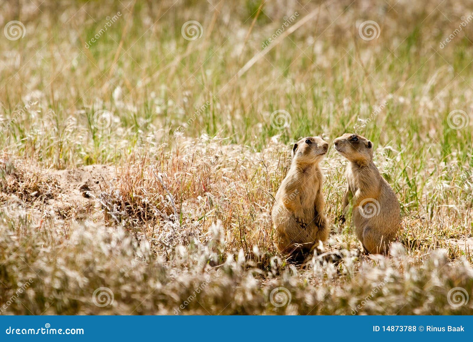 Prairie Dogs Royalty-Free Stock Image | CartoonDealer.com #14873788