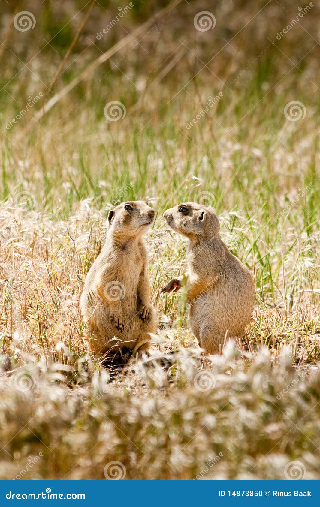 Prairie Dogs Royalty-Free Stock Image | CartoonDealer.com #14873788