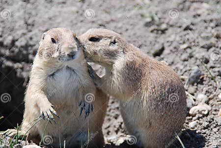 Prairie dogs stock image. Image of nature, animal, outdoor - 25506213
