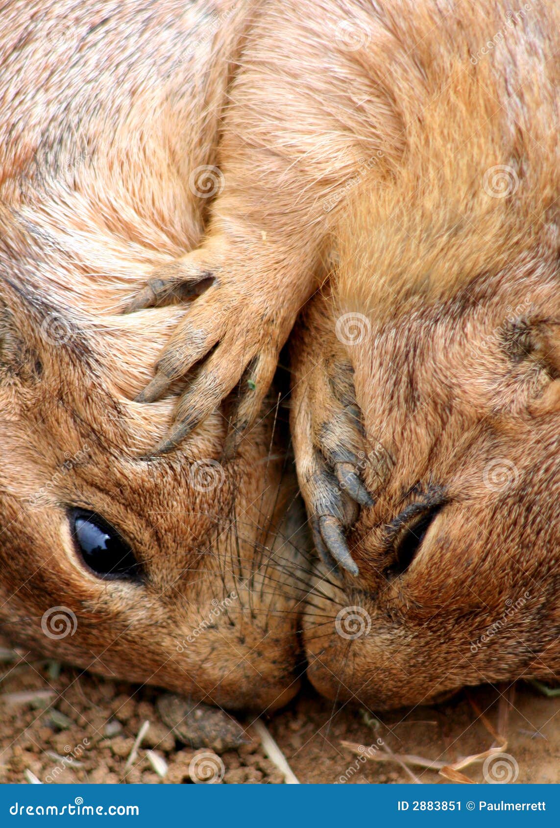 Prairie Dogs stock image. Image of unity, intimacy, sand - 2883851