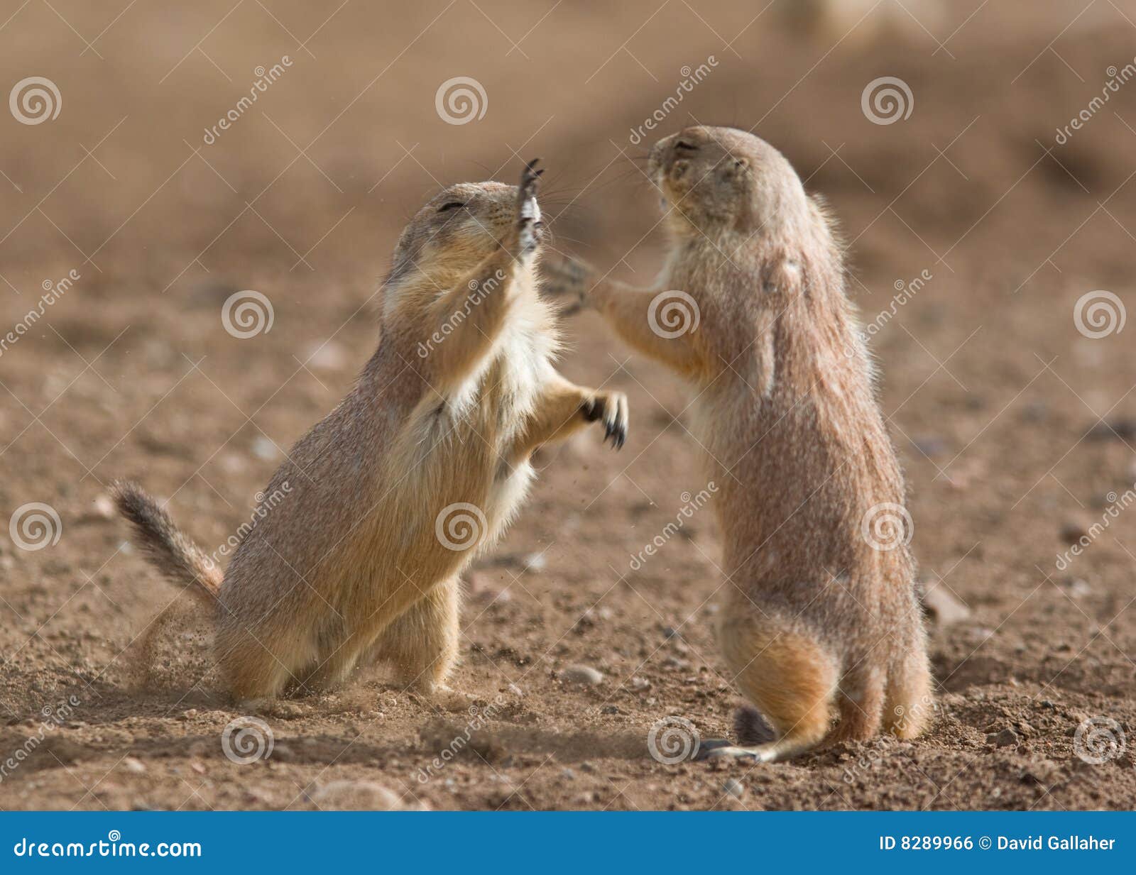 Prairie Dogs stock photo. Image of fauna, conflict, ecoregion - 8289966